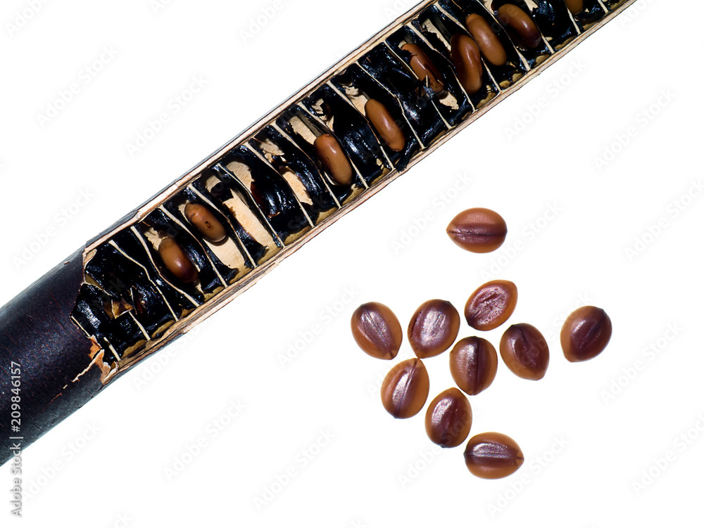 Cassia fistula seed Stock Photo | Adobe Stock