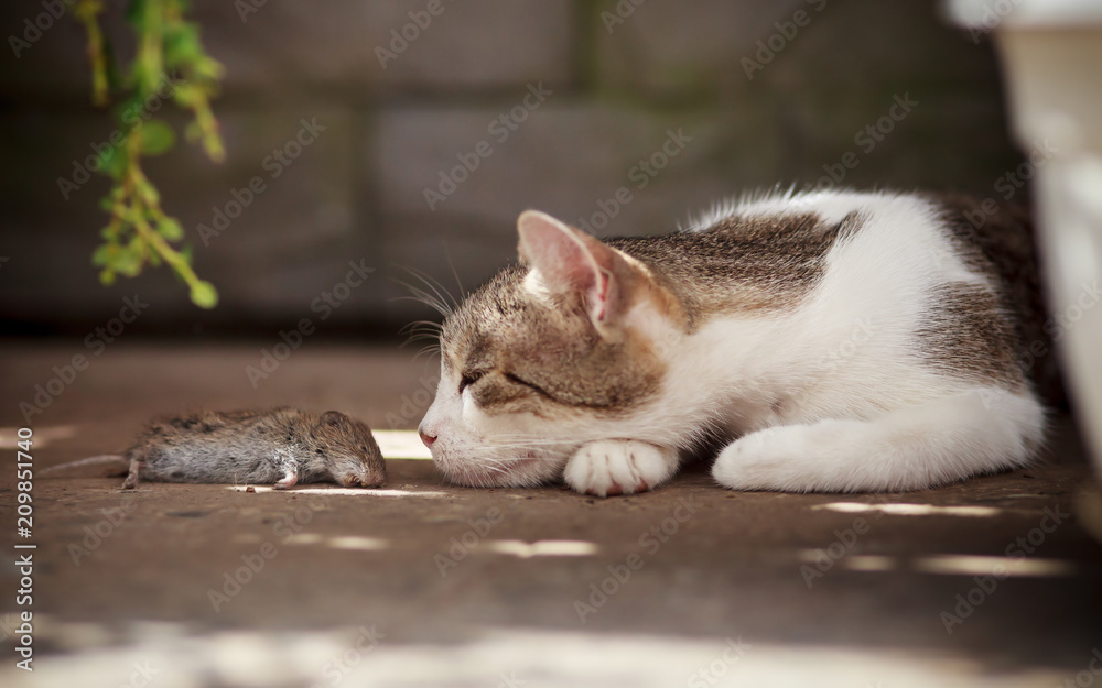 cat and mouse hunter and prey, after successful hunting Stock Photo ...