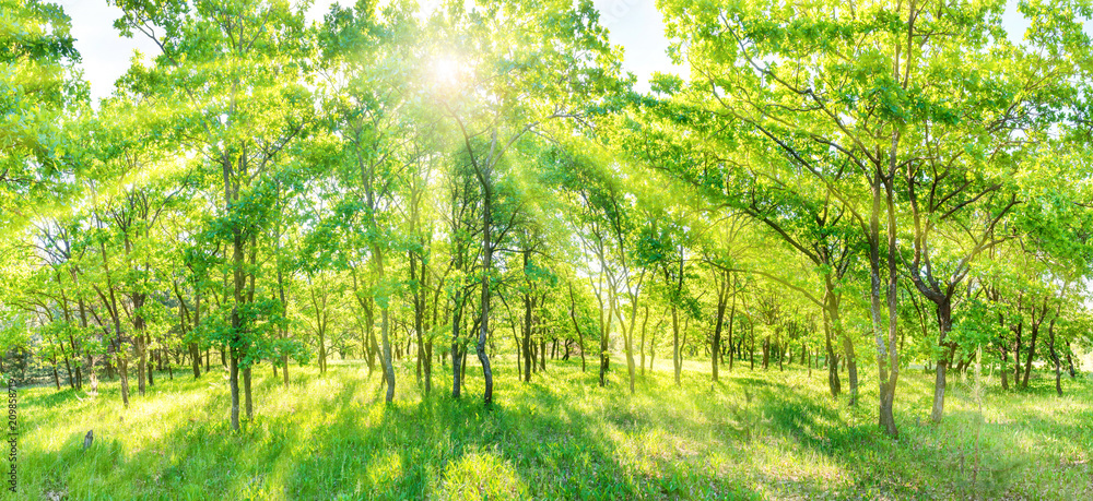 Green forest panorama - panoramic landscape with sun rays light shining ...
