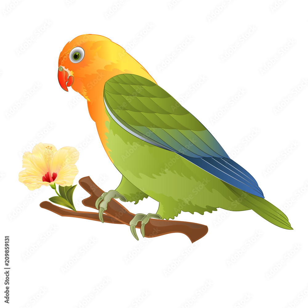 Yellow Love Bird Clipart