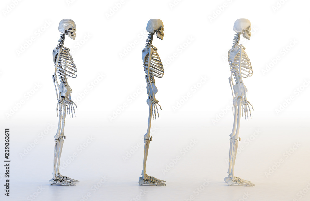 Human skeleton anatomy set. Skeletal bones, lateral view. Educational ...
