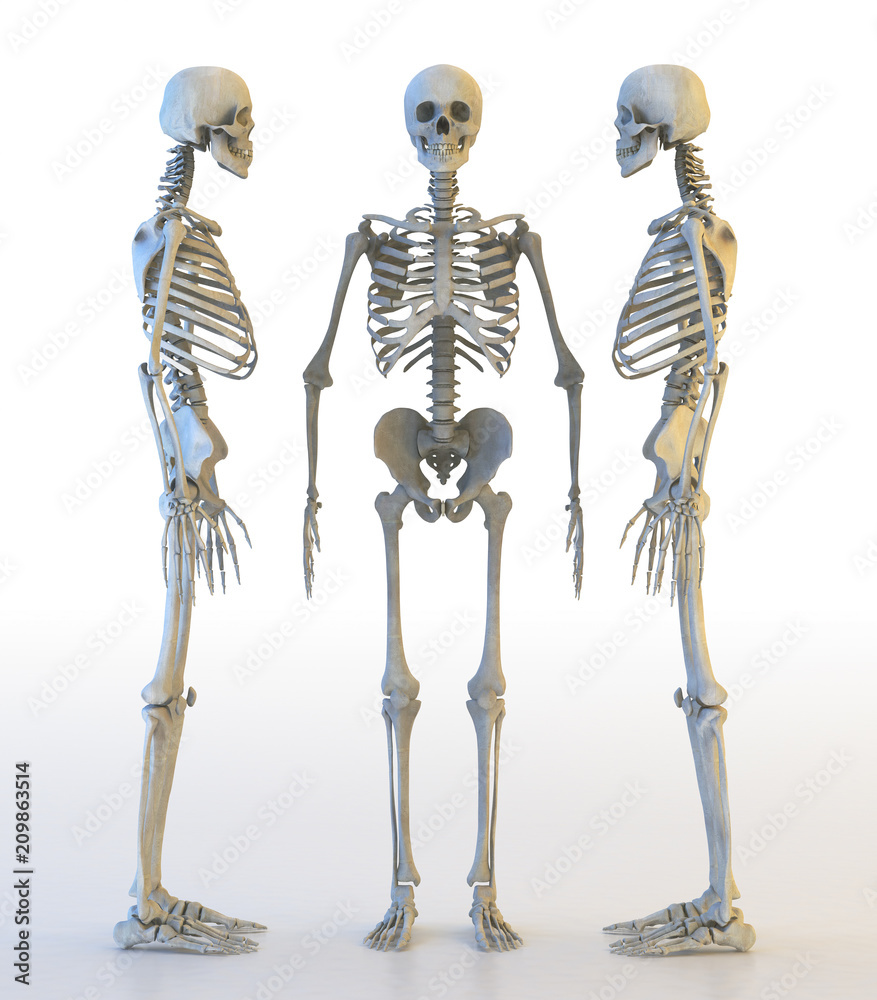 Human skeleton anatomy set. Skeletal bones, lateral and anterior view. Educational medicine ...