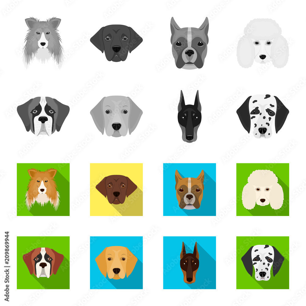 Muzzle of different breeds of dogs.Dog of the breed St. Bernard, golden ...