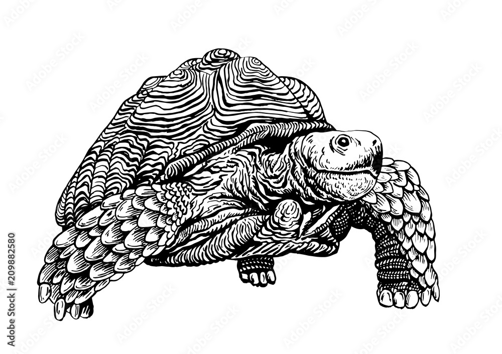 Graphical tortoise isolated, vector sketchy illustration for tattoo and ...