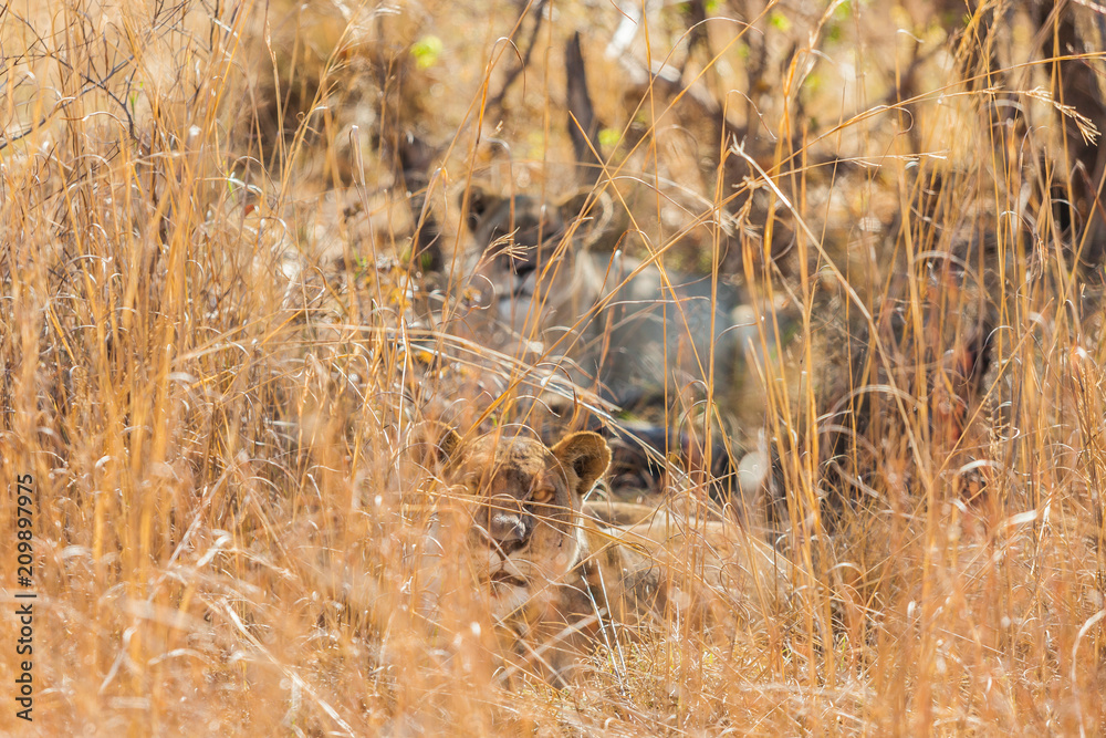 Hidden Lion In The Grass