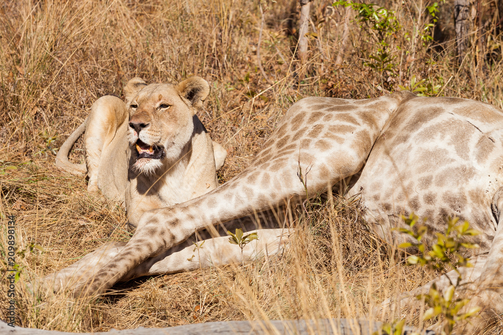 Lion Hunting Giraffe