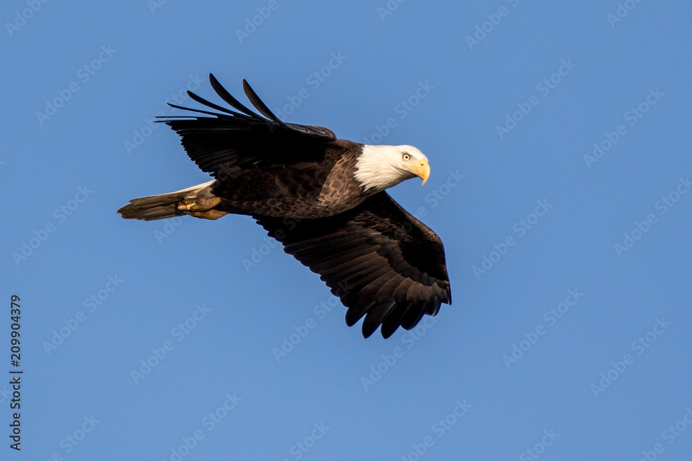 Wildlife Photographer Captures Shocking Moment Eagles Flying Off With