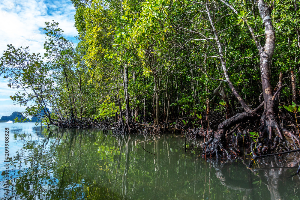 The roots mangrove trees along the sea, Mangrove forest and shallow ...