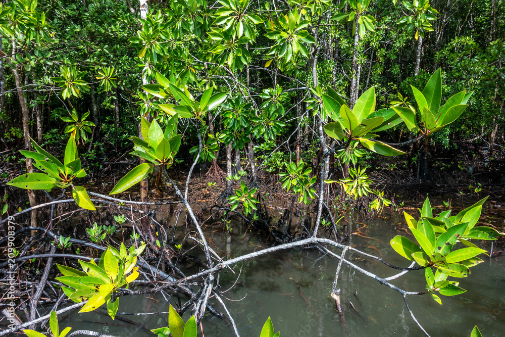 The roots mangrove trees along the sea, Mangrove forest and shallow ...