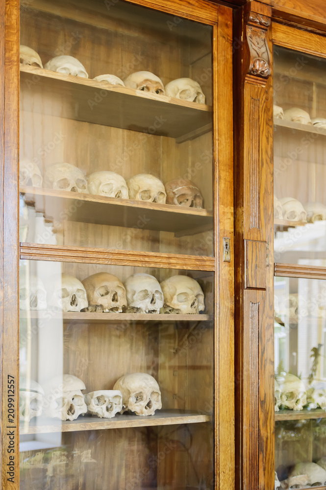 Human skulls in the closet behind the glass. A visual aid for students ...