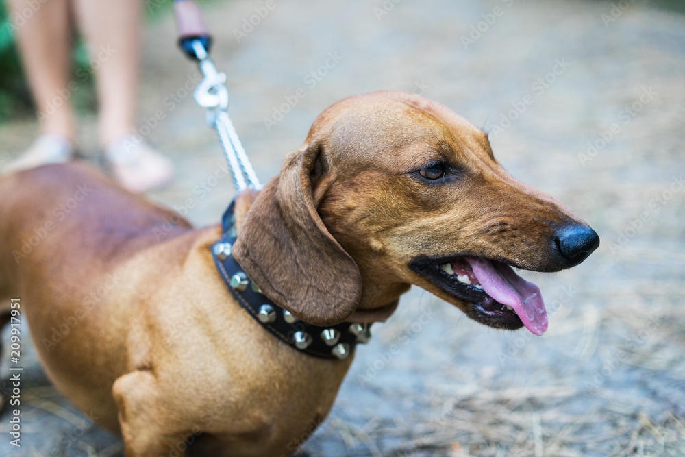 Portrait of angry red dachshund jaws with fangs, hungry, drool. Enraged ...