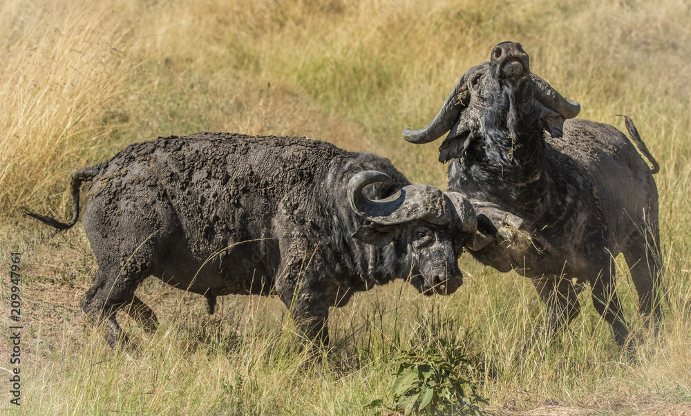 Cape Buffalo fighting at Masai Mara Stock Photo | Adobe Stock