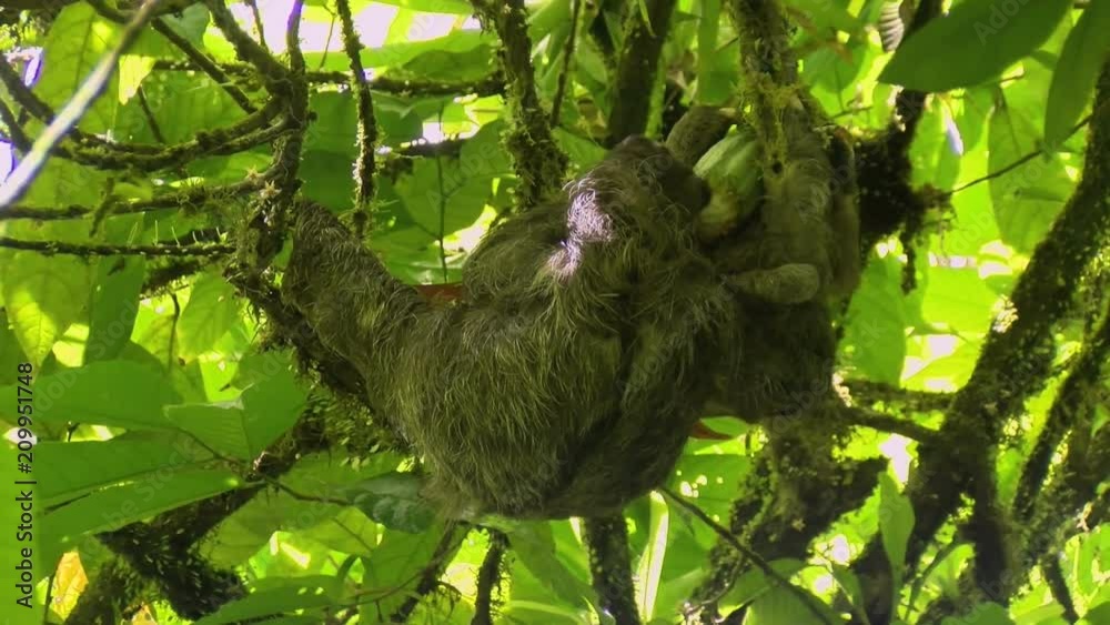 Three-toed sloths eating cocoa on a branch. Sloths are arboreal mammals ...