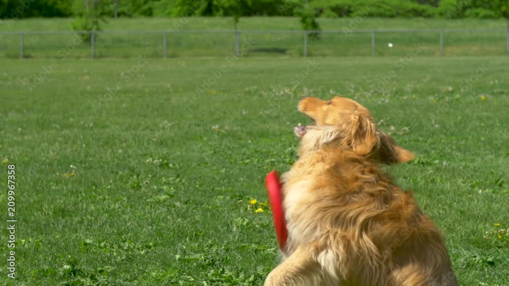Dog frisbee fail, golden retriever cowers instead of catches a frisbee ...