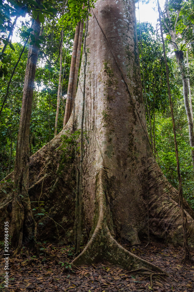 The huge tree trunk and massive buttress roots of the tallest Tualang ...