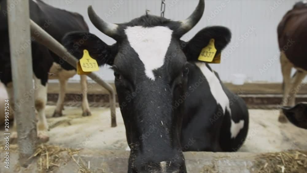 Vidéo Stock Concerned young pointed cow lies at stall and runs her wet ...