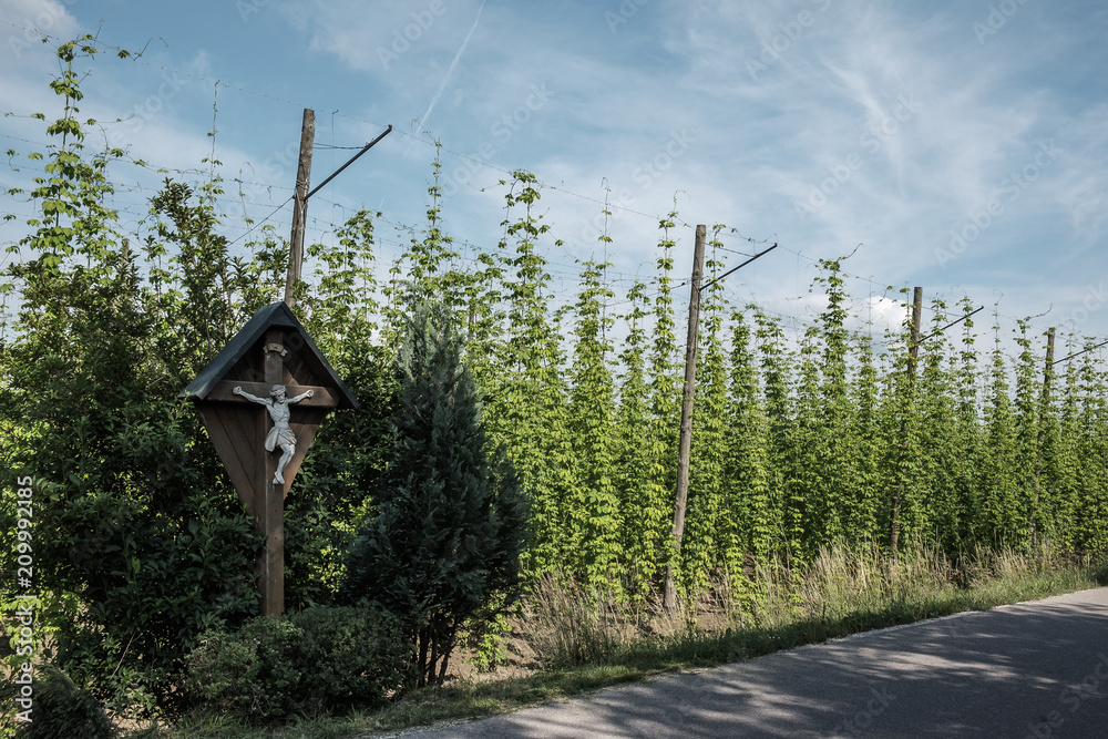 Hopfenanbau in der Hallertau, Holledau, Bayern Stock-Foto | Adobe Stock