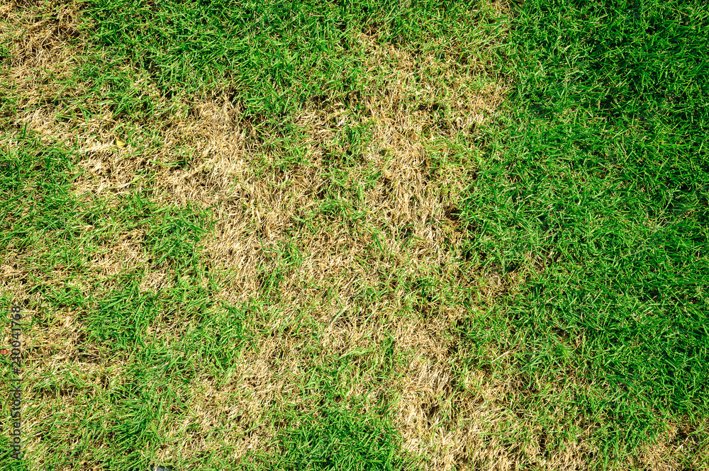 Pests and disease cause amount of damage to green lawns, lawn in bad ...