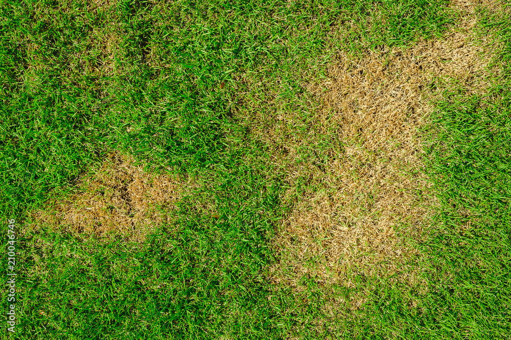 Grass texture. grass background. patchy grass, lawn in bad condition ...