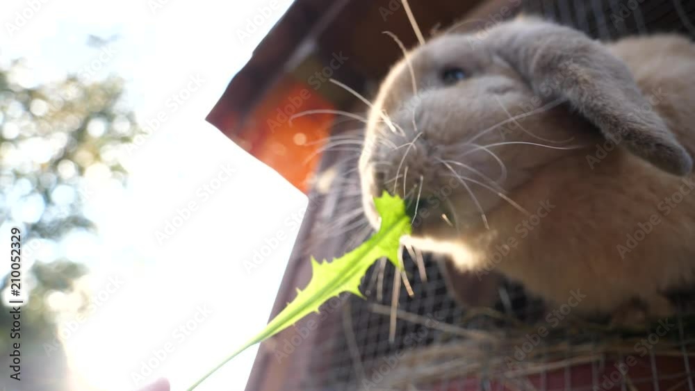 Chewing muzzle child in the village on grandparents farm feeds rabbit ...