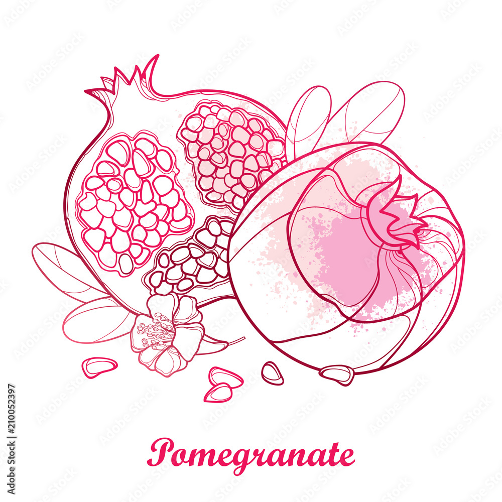 Pomegranate Drawing Outline