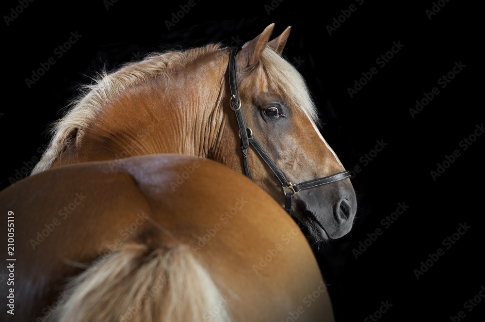 Horse from behind black background Stock Photo | Adobe Stock