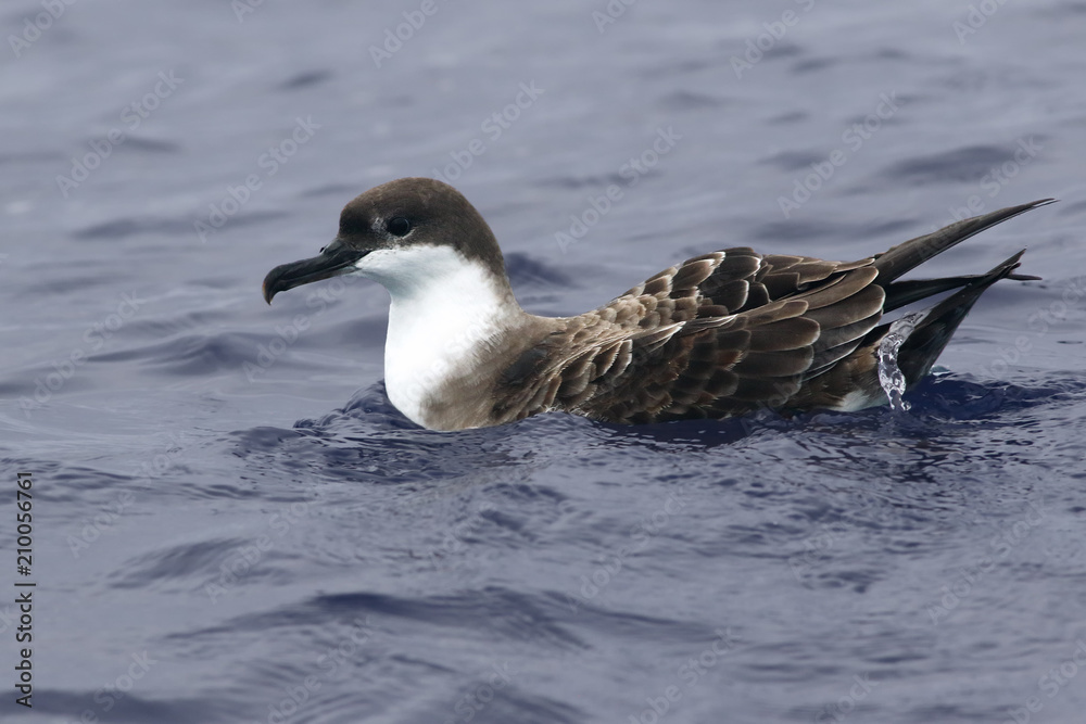 The Manx shearwater (Puffinus puffinus) floating in the ocean Stock ...