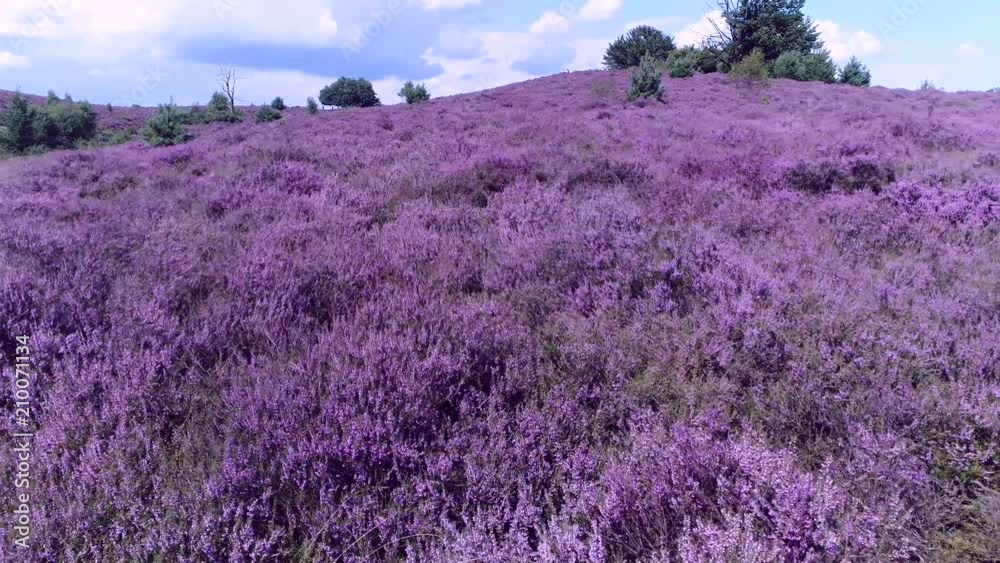 Low altitude aerial of heathland landscape favoured where climatic ...