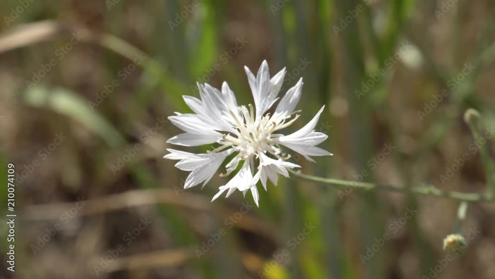 macro video of a rare white cornflower albino swaying in the wind Stock Video | Adobe Stock