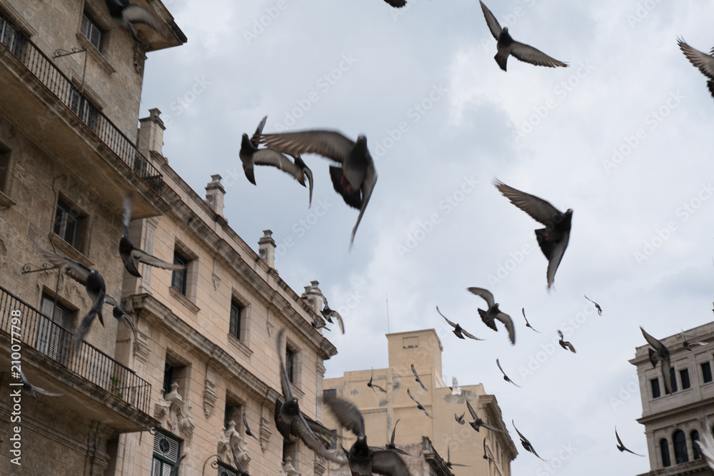 Looking up at the sky as a flock of pigeons fly through the air in the ...