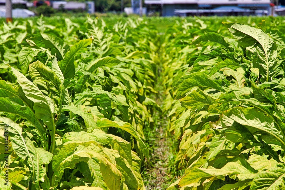 タバコの 葉の 生産地: タバコ 起源 _ Cigar Japan – YDJK