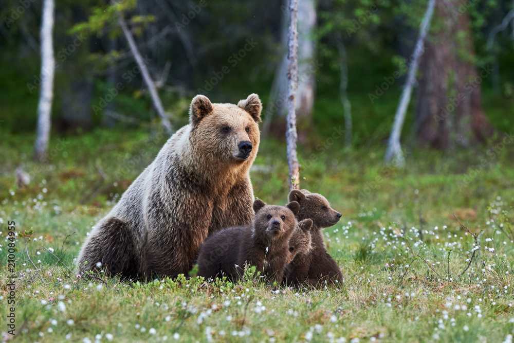 Female brown bear and her cubs Stock Photo | Adobe Stock