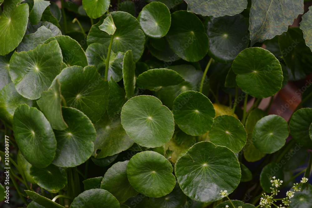 Herbal medicine leaves of Centella asiatica known as "pegaga" in malay ...