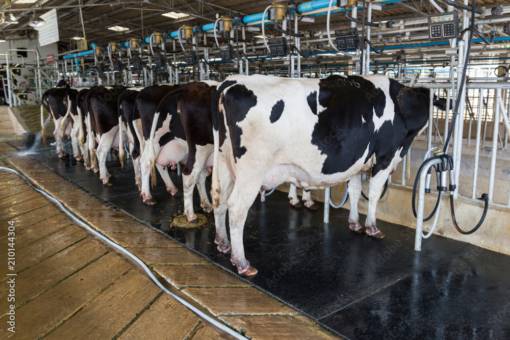 Cow milking facility, Milking cow with milking machine modern Stock ...