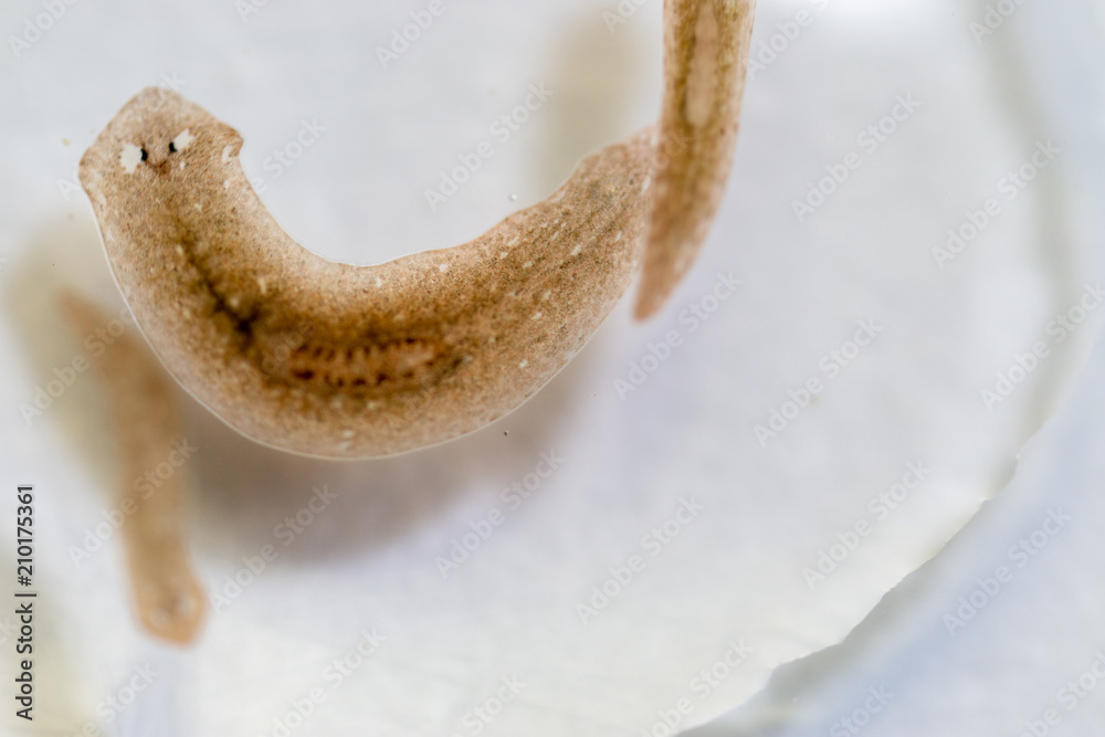 Planarian parasite (flatworm) under microscope view. Stock Photo ...