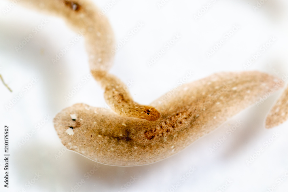 Foto de Planarian parasite (flatworm) under microscope view. do Stock ...