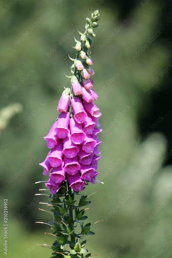 Digitalis Purpurea