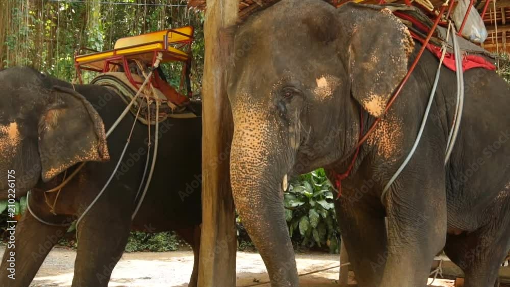 Slow motion two riding elephants in wooden pavilion, animals relaxing ...