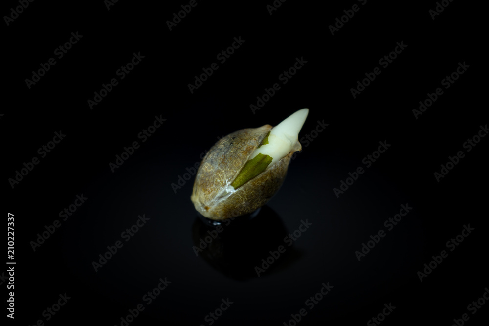 Wet Cannabis seed macro view - germintaion of cannabis seeds, sprouting ...