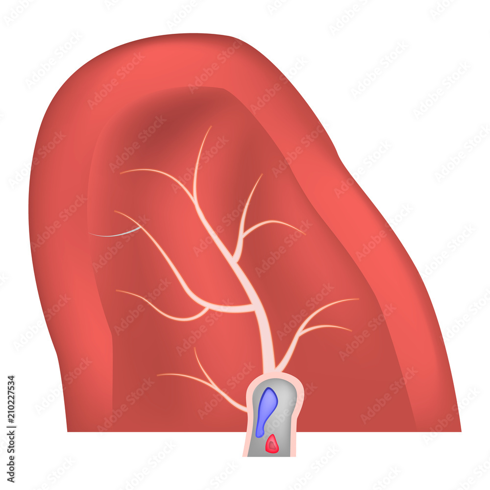 Spleen section mockup. Realistic illustration of spleen section vector ...