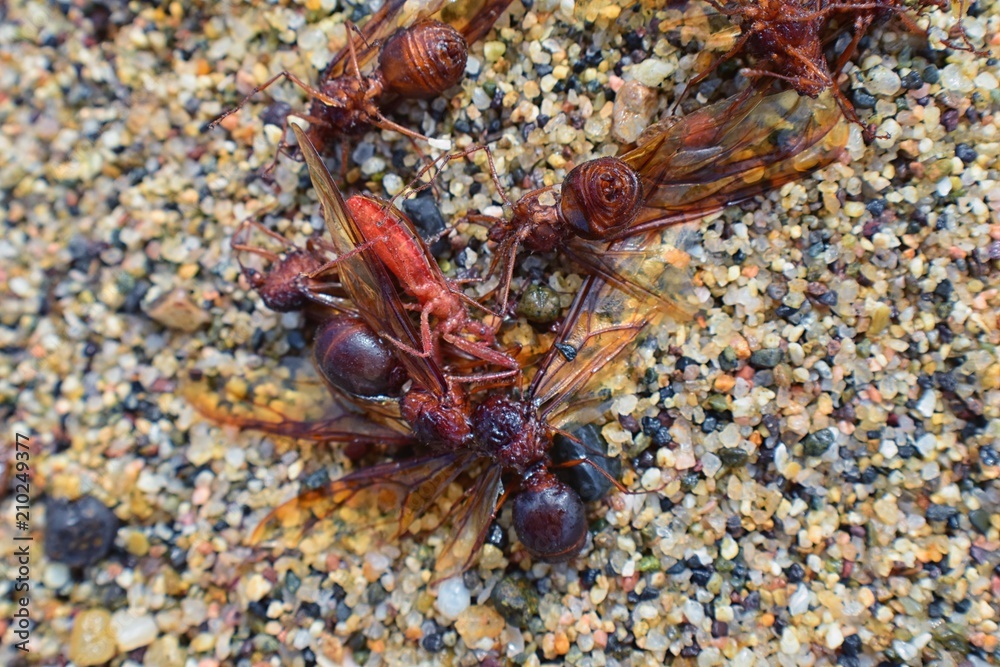 Winged Male Drone Leafcutter ants, macro close up view, dying on beach ...