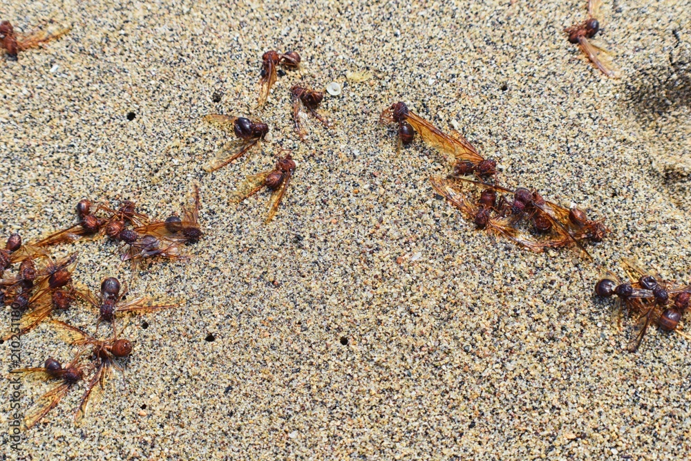 Winged Male Drone Leafcutter ants, macro close up view, dying on beach ...