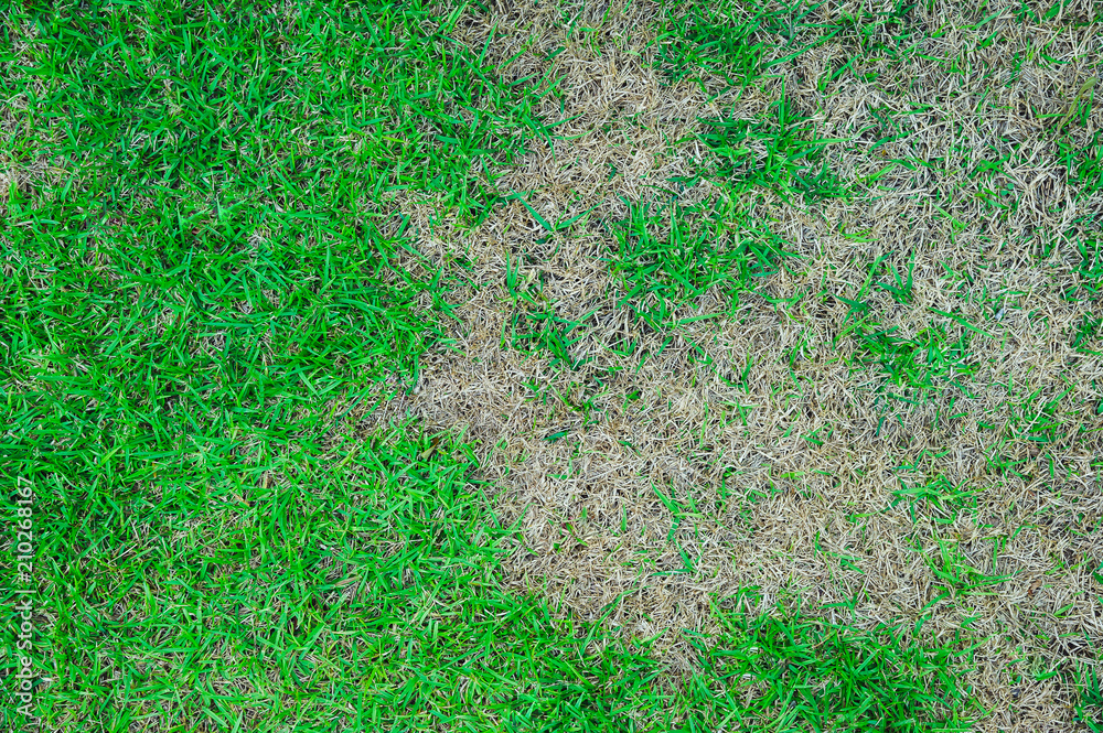 Grass texture. Grass background. Pests and disease cause amount of ...