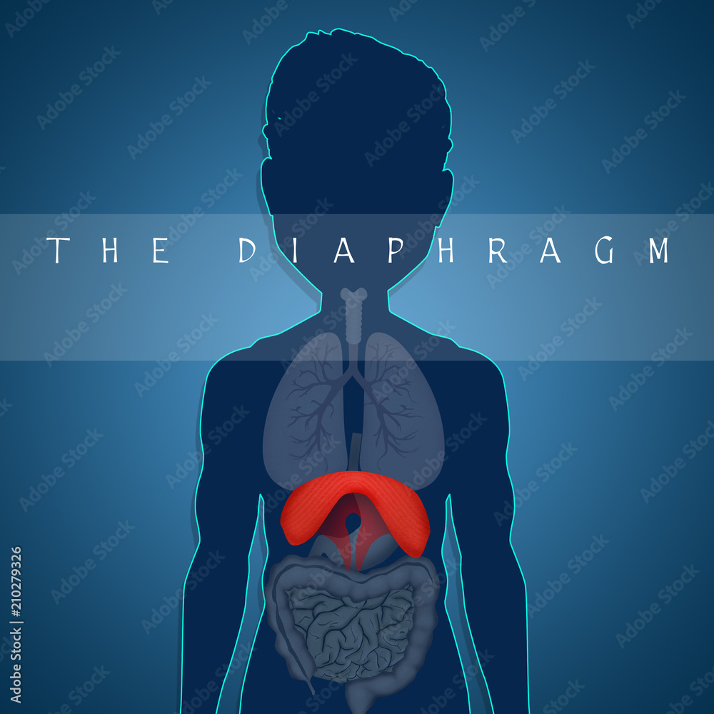 Human Diaphragm Anatomy Stock Illustration | Adobe Stock