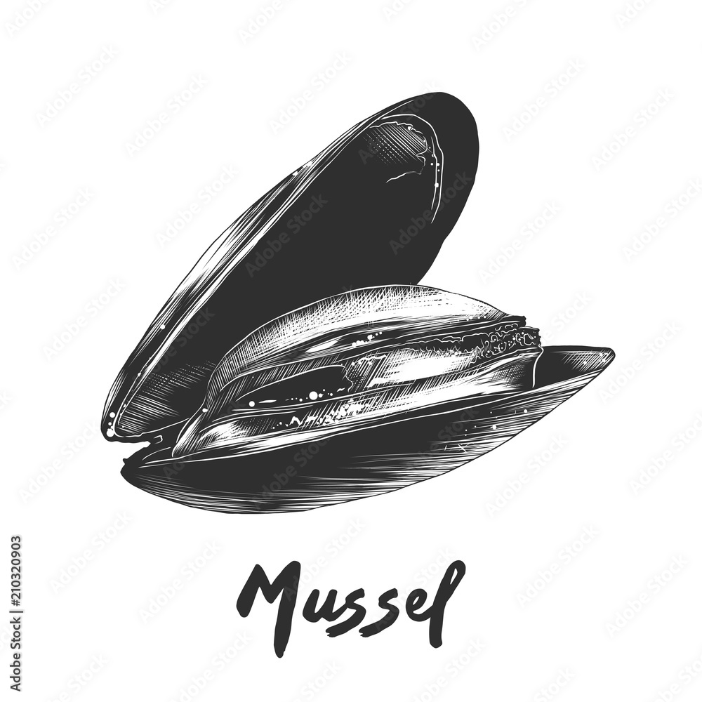 Vector engraved style illustration for posters, decoration and print ...