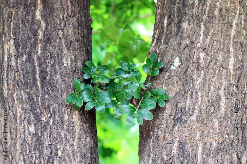 Foto de Haulm and leaf, Herb of wood-apple fruit (Edible Thai fruit of ...
