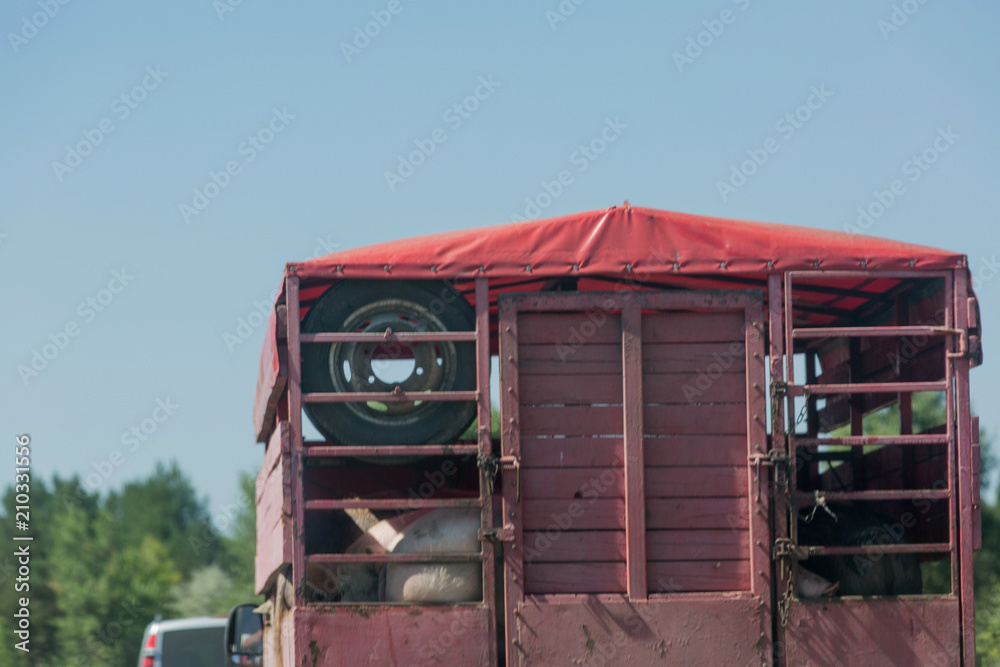 Transportation of pigs in a car trailer, a hot summer day Stock Photo ...