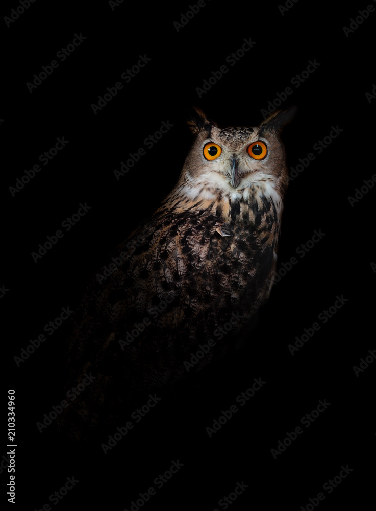 Dark Night Owl