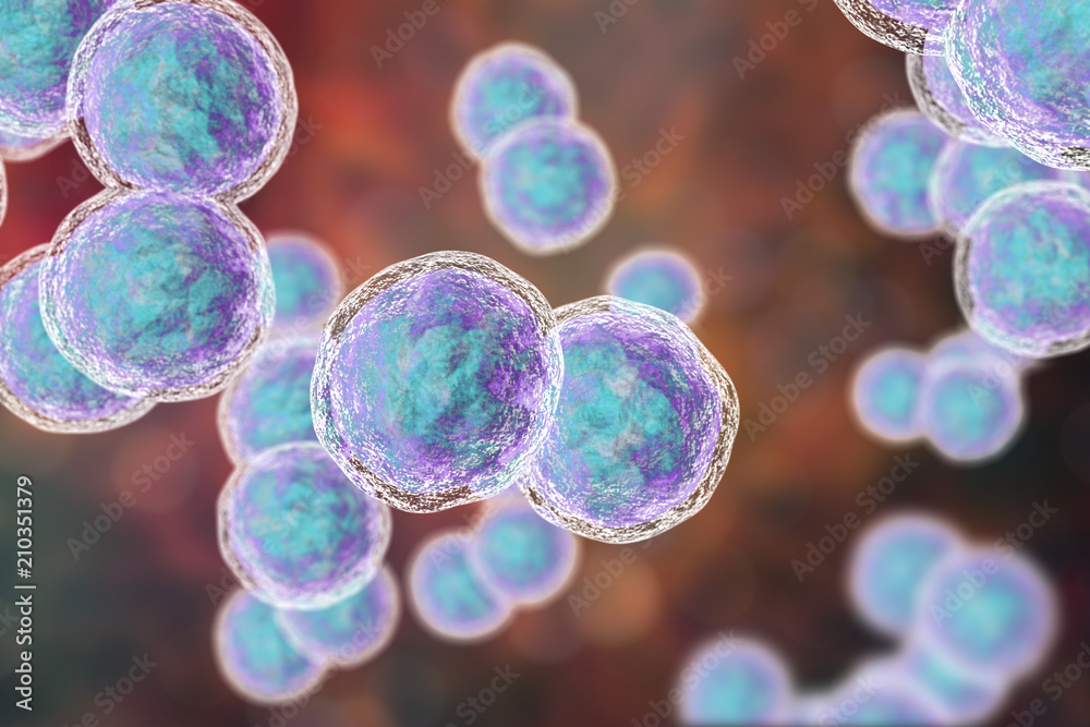 Moraxella catarrhalis bacteria, 3D illustration. Gram-negative aerobic bacterium, diplococcus ...