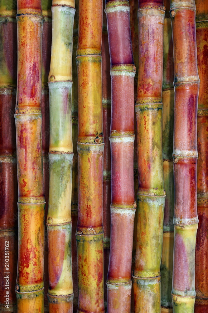 Sugar cane fresh, Cane background top view, Sugarcane fresh background ...